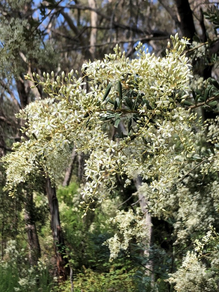 Flora - Araluen Valley History