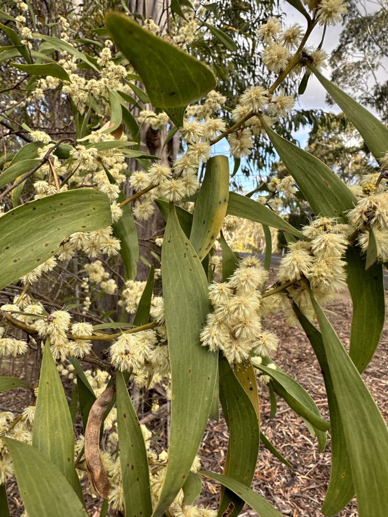 Flora - Araluen Valley History