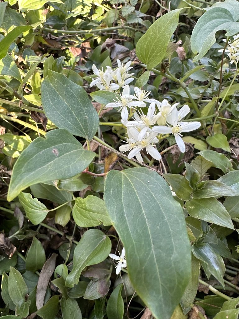 Flora - Araluen Valley History